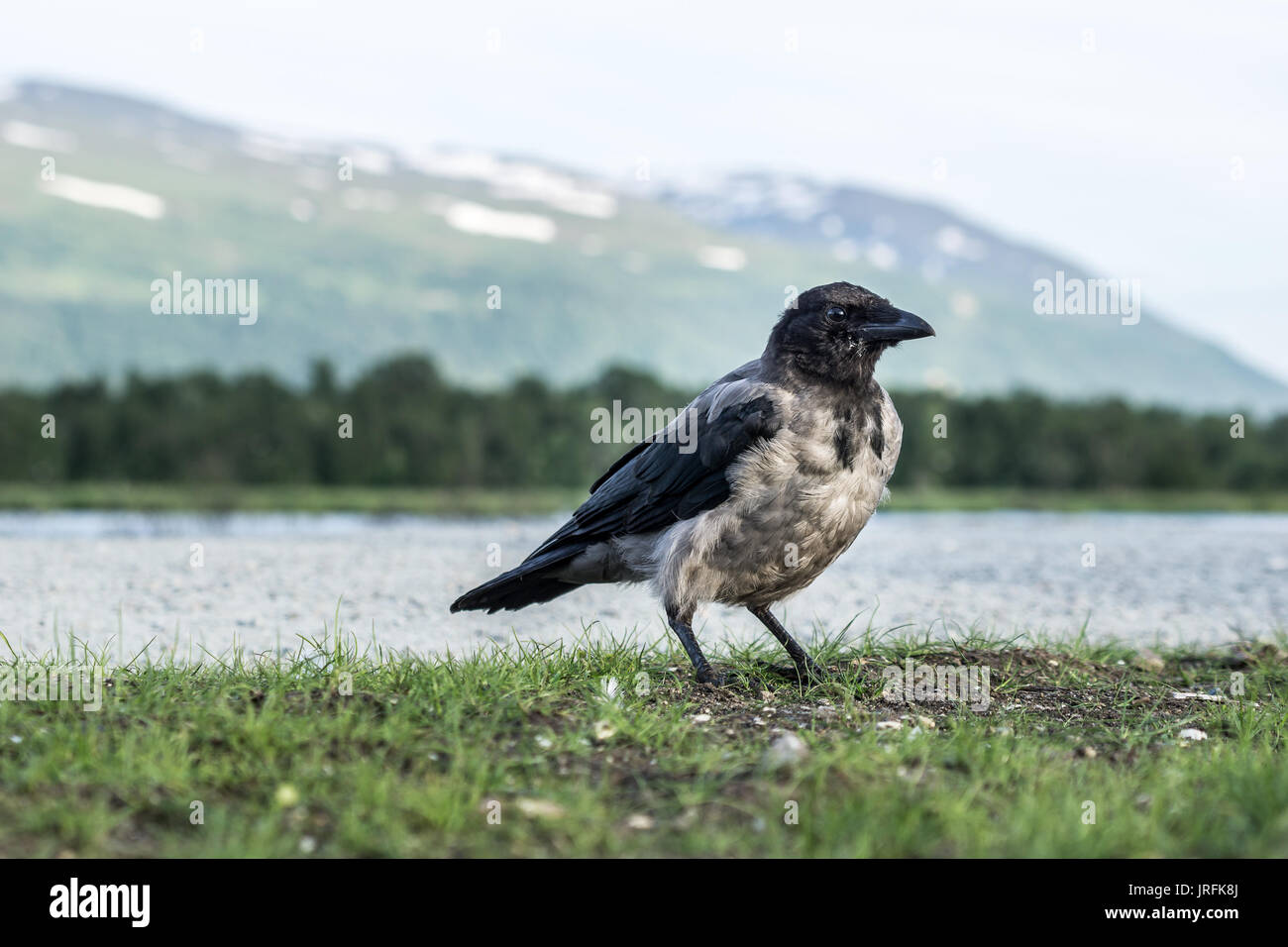 Cute crow hi-res stock photography and images - Alamy