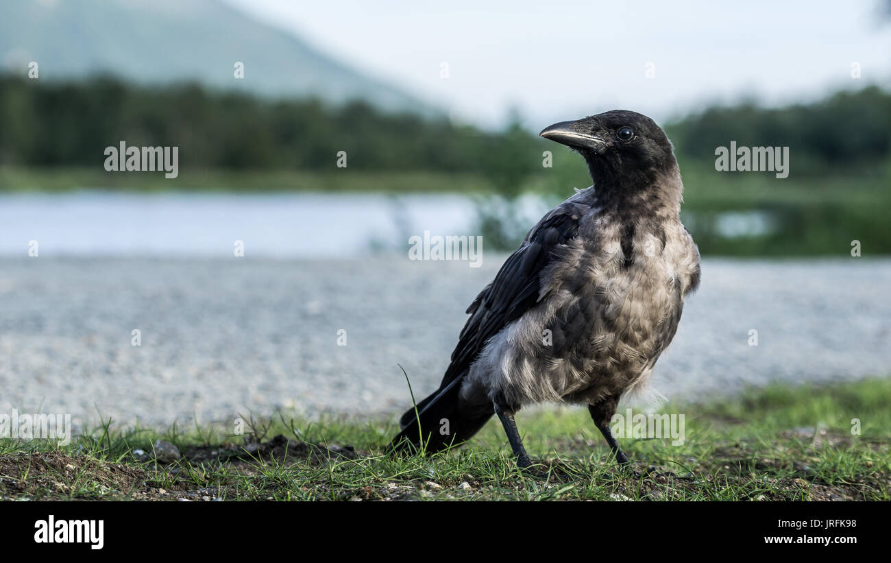 Shiny black crow standing hi-res stock photography and images - Alamy