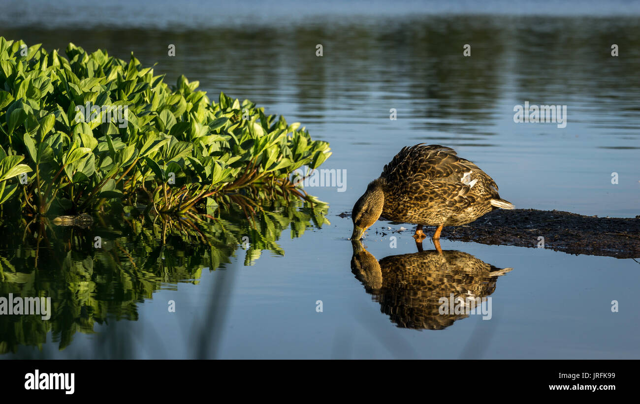 Grey water color wash hi-res stock photography and images - Alamy