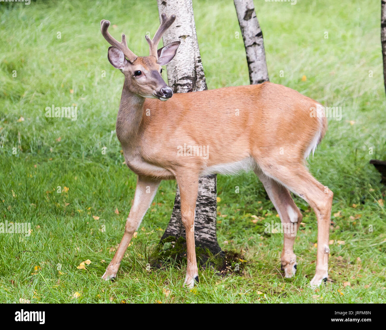 Buck whitetail hi-res stock photography and images - Alamy