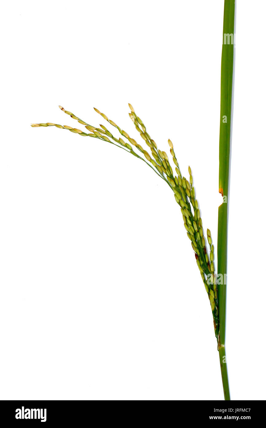 Harvest rice plant Cut Out Stock Images & Pictures - Alamy