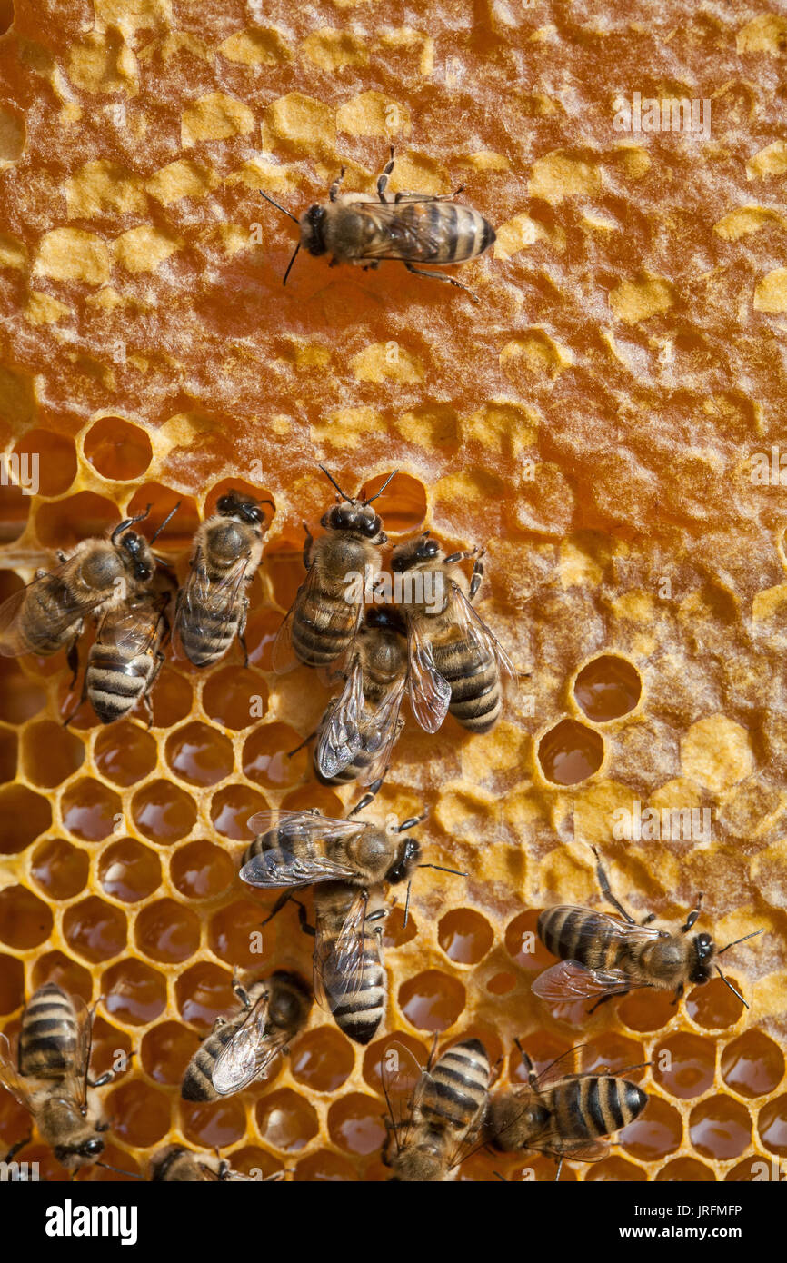 Bees and honey Stock Photo - Alamy