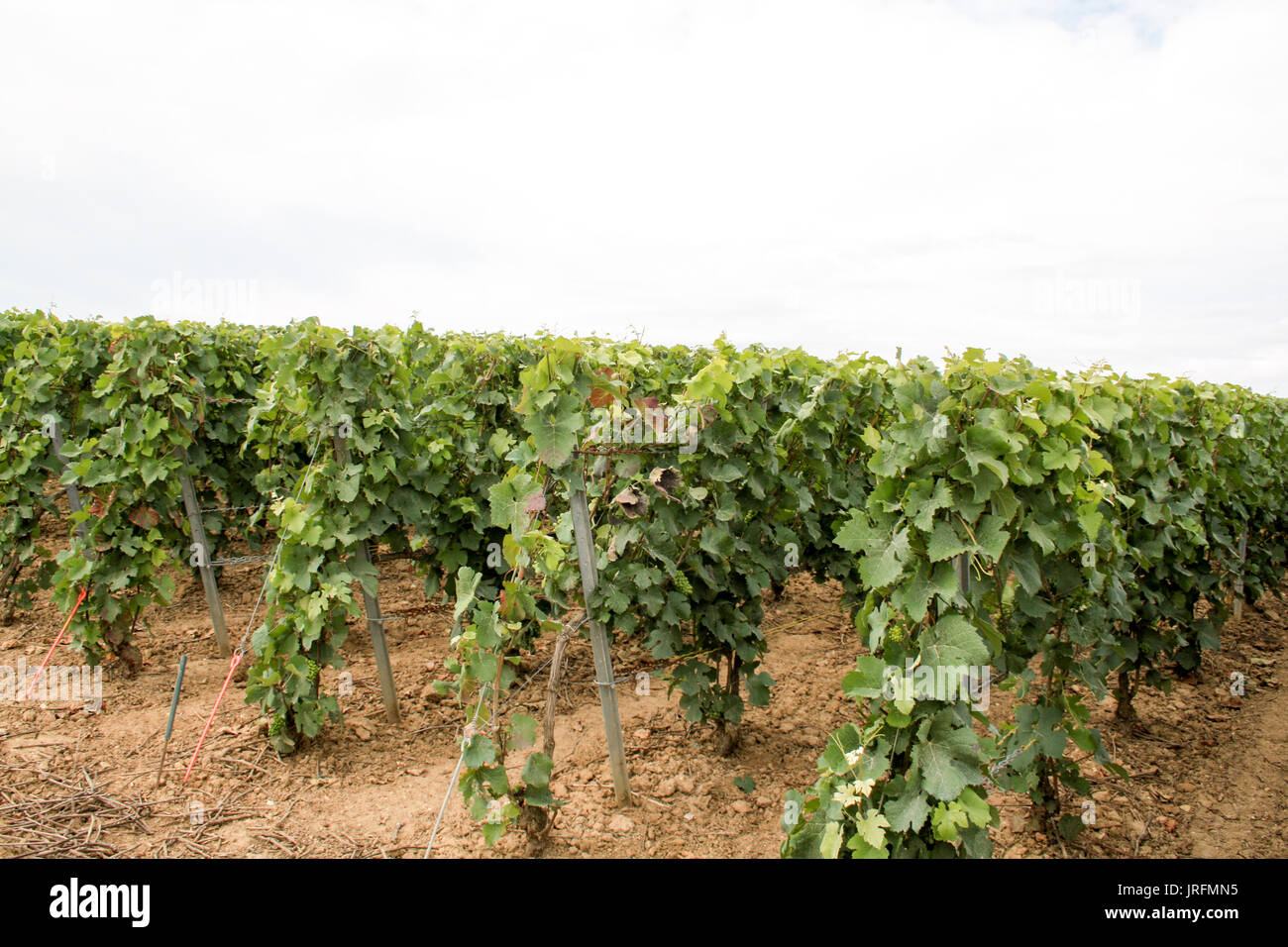 View of wine field and grape in Champagne hill in France View of wine ...