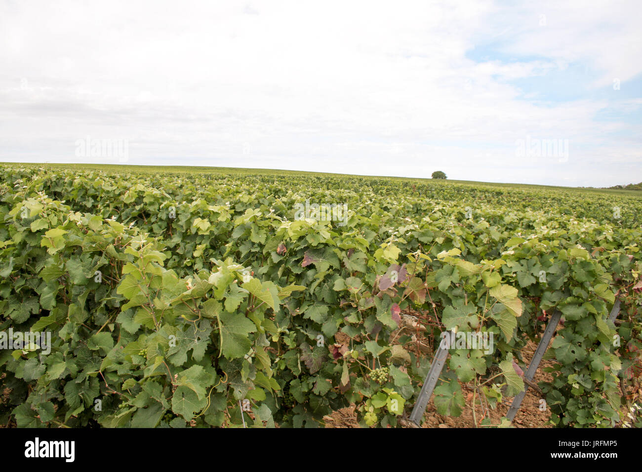 View of wine field and grape in Champagne hill in France View of wine ...