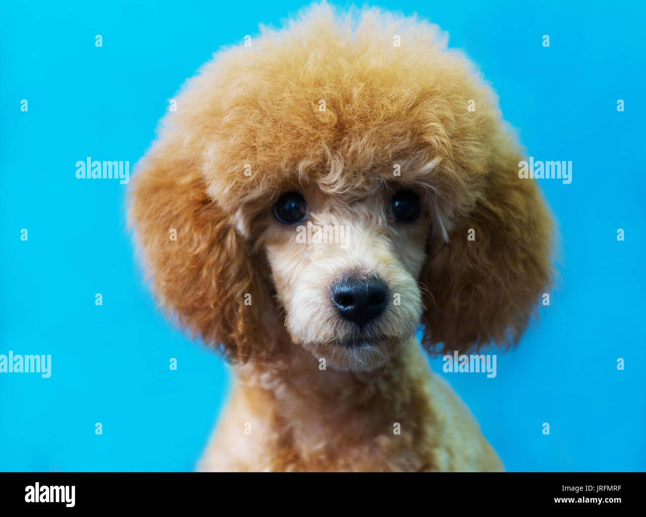 Poodlepuppy hi-res stock photography and images - Alamy