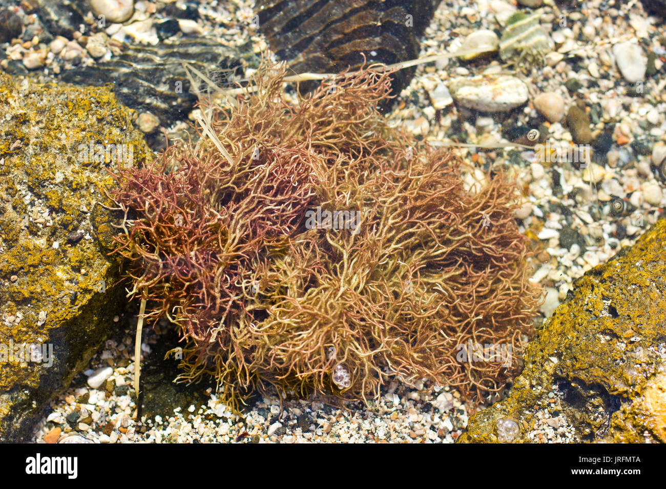 Brown seaweed under the water Stock Photo - Alamy