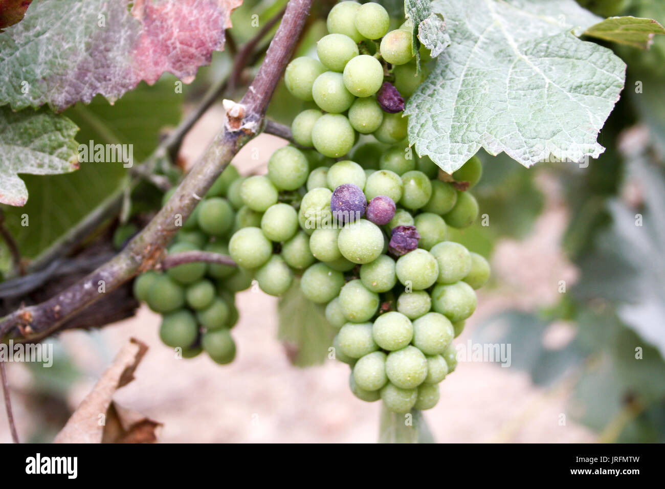 View of wine field and grape in Champagne hill in France View of wine ...