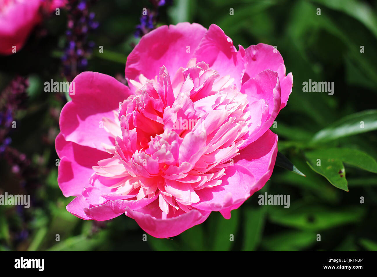 Pink big peony flower Stock Photo - Alamy