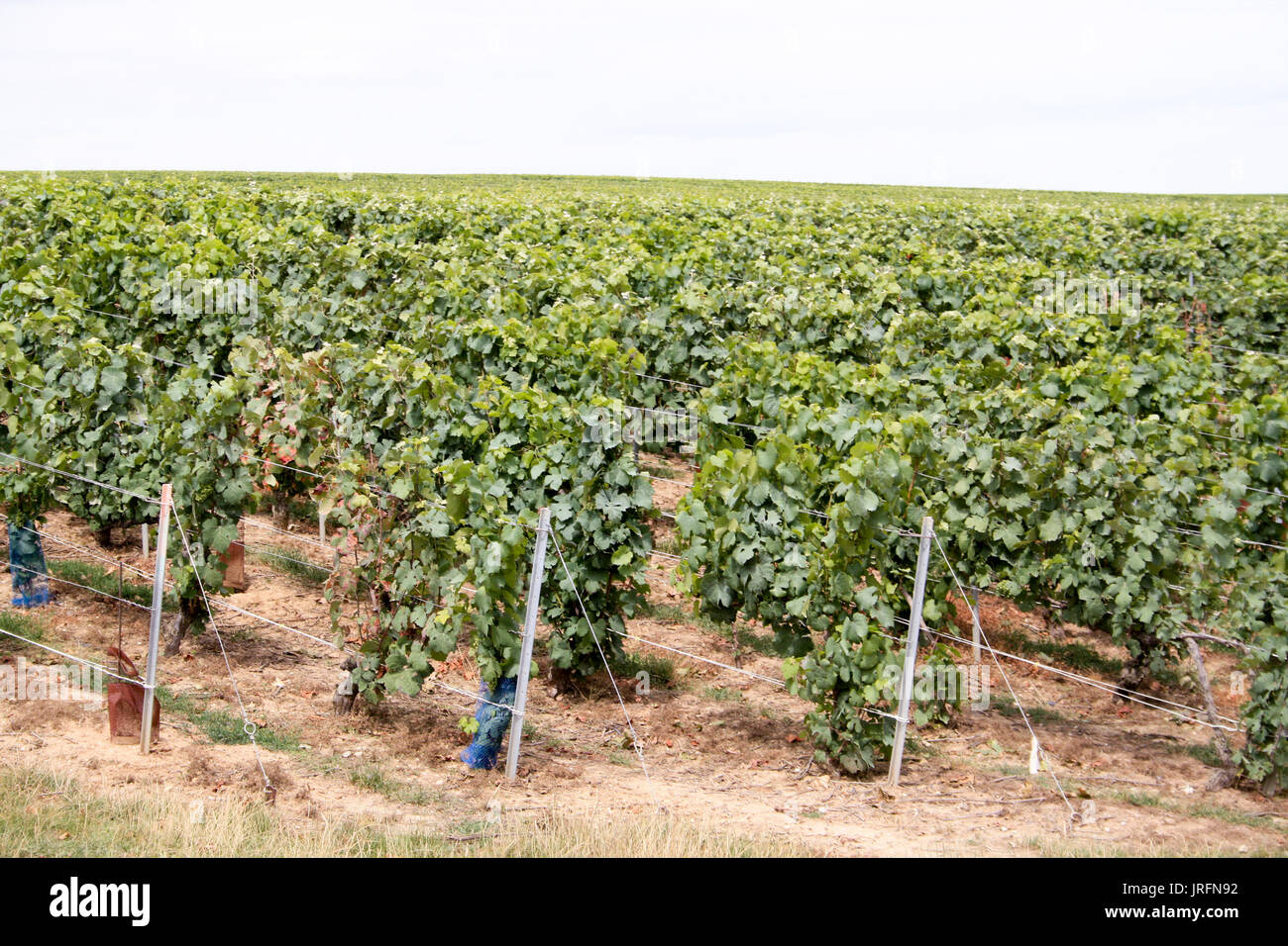 View of wine field and grape in Champagne hill in France View of wine ...