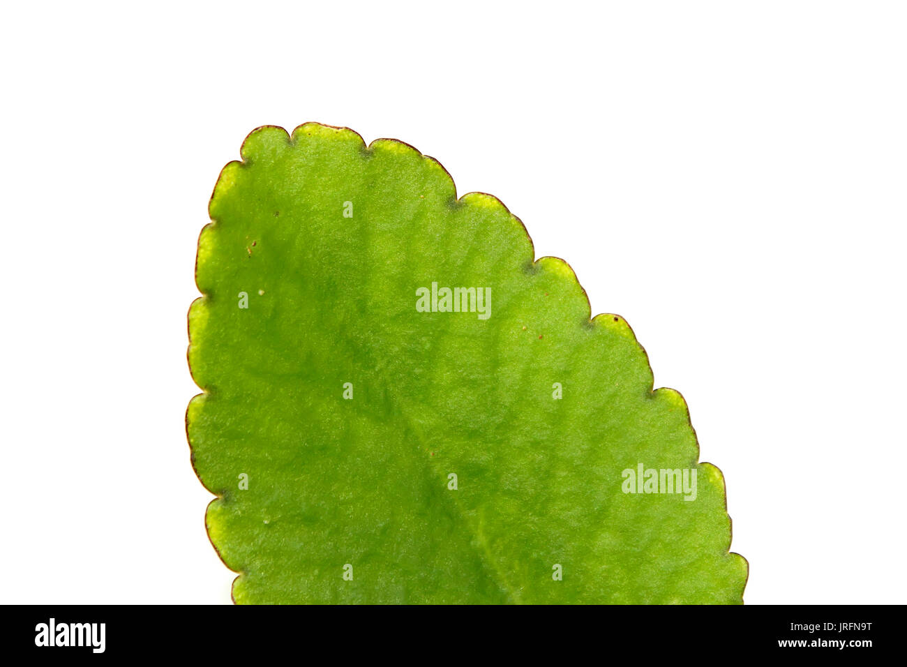 leaf isolated on white background Stock Photo - Alamy