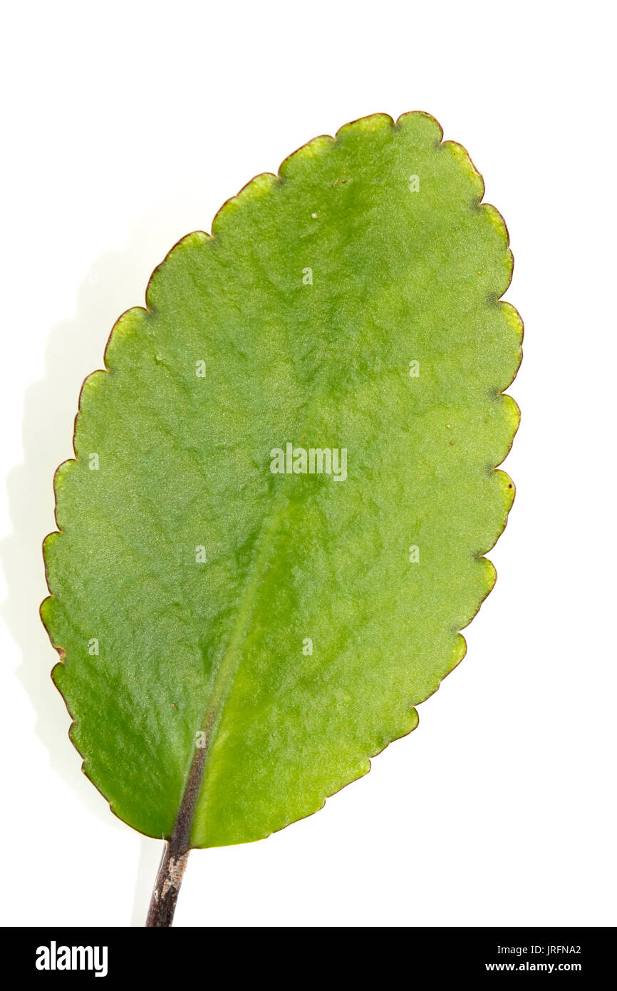 leaf isolated on white background Stock Photo - Alamy
