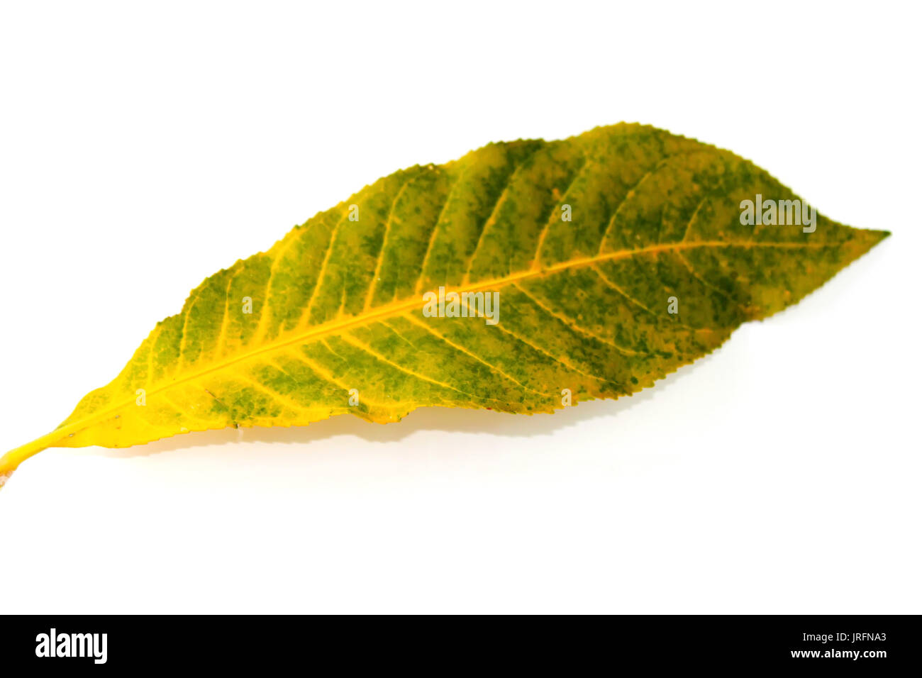 leaf isolated on white background Stock Photo - Alamy