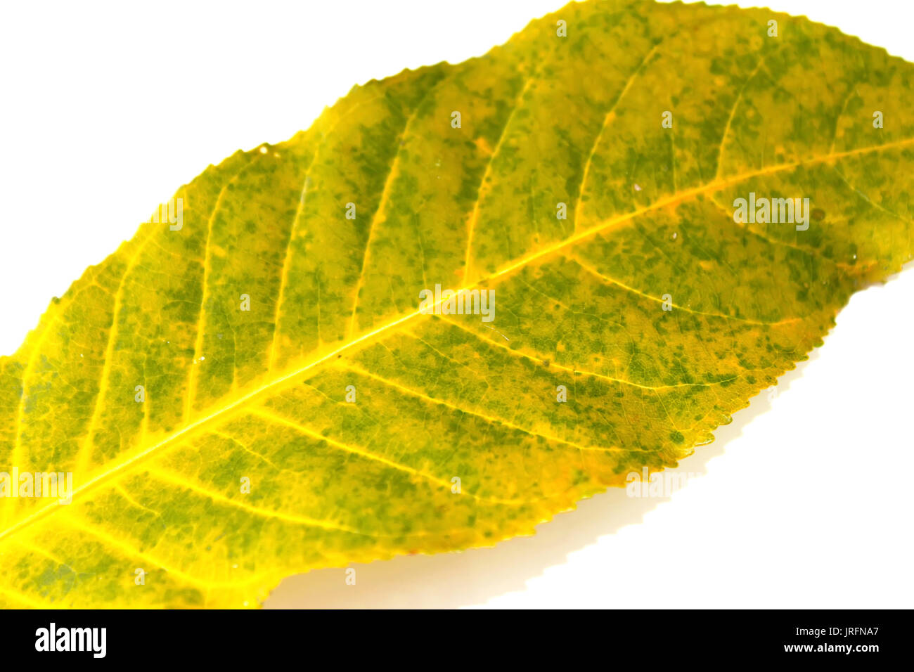 leaf isolated on white background Stock Photo - Alamy