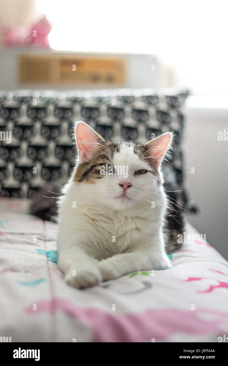 Beautiful Tabby Cat Photo Stock Photo - Alamy