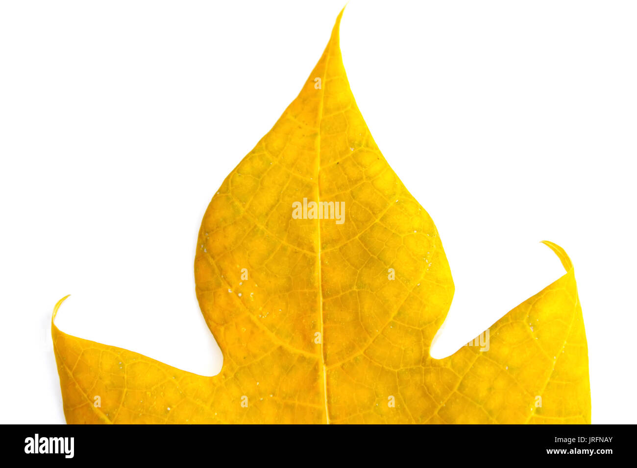leaf isolated on white background Stock Photo - Alamy