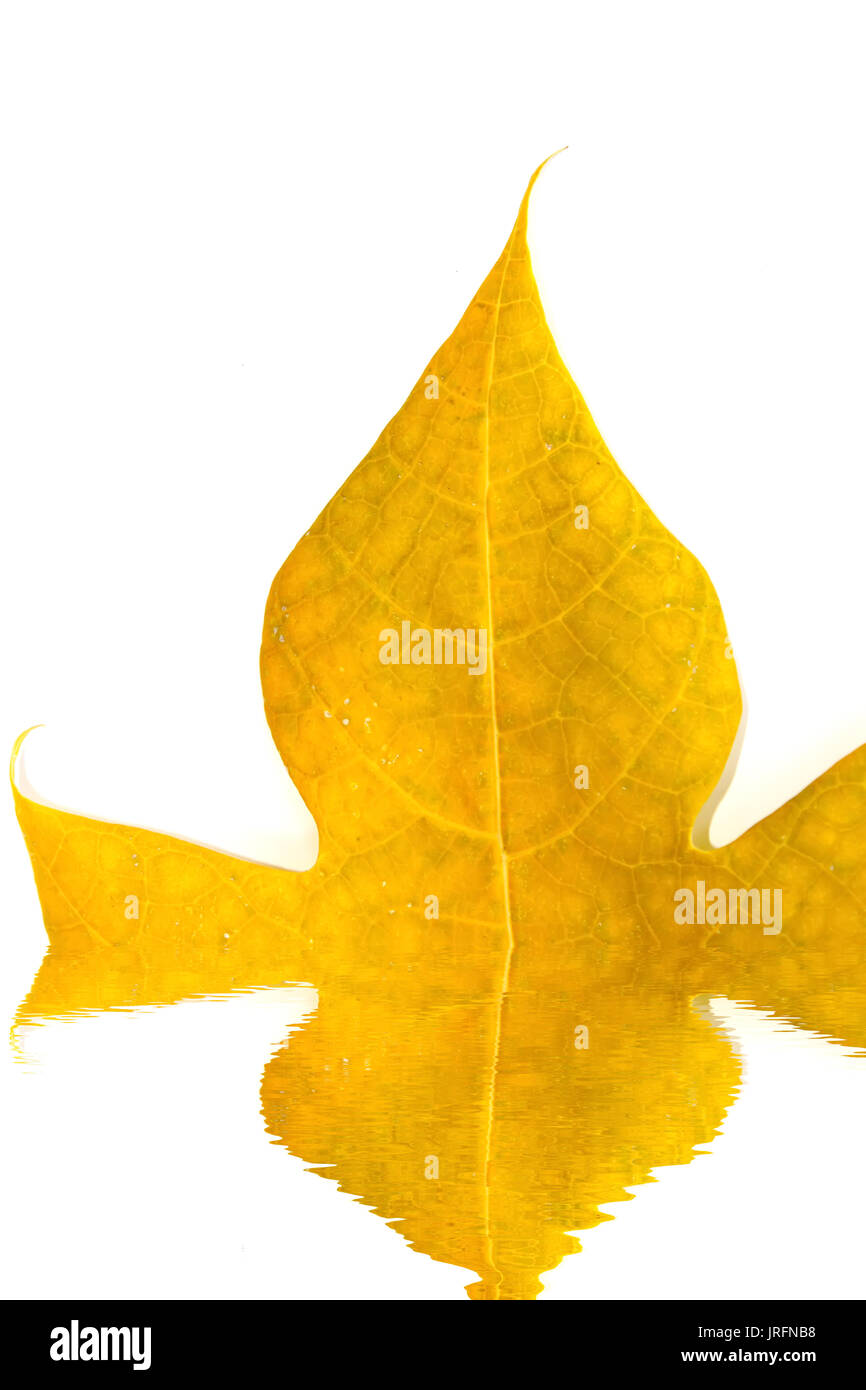 leaf isolated on white background Stock Photo - Alamy
