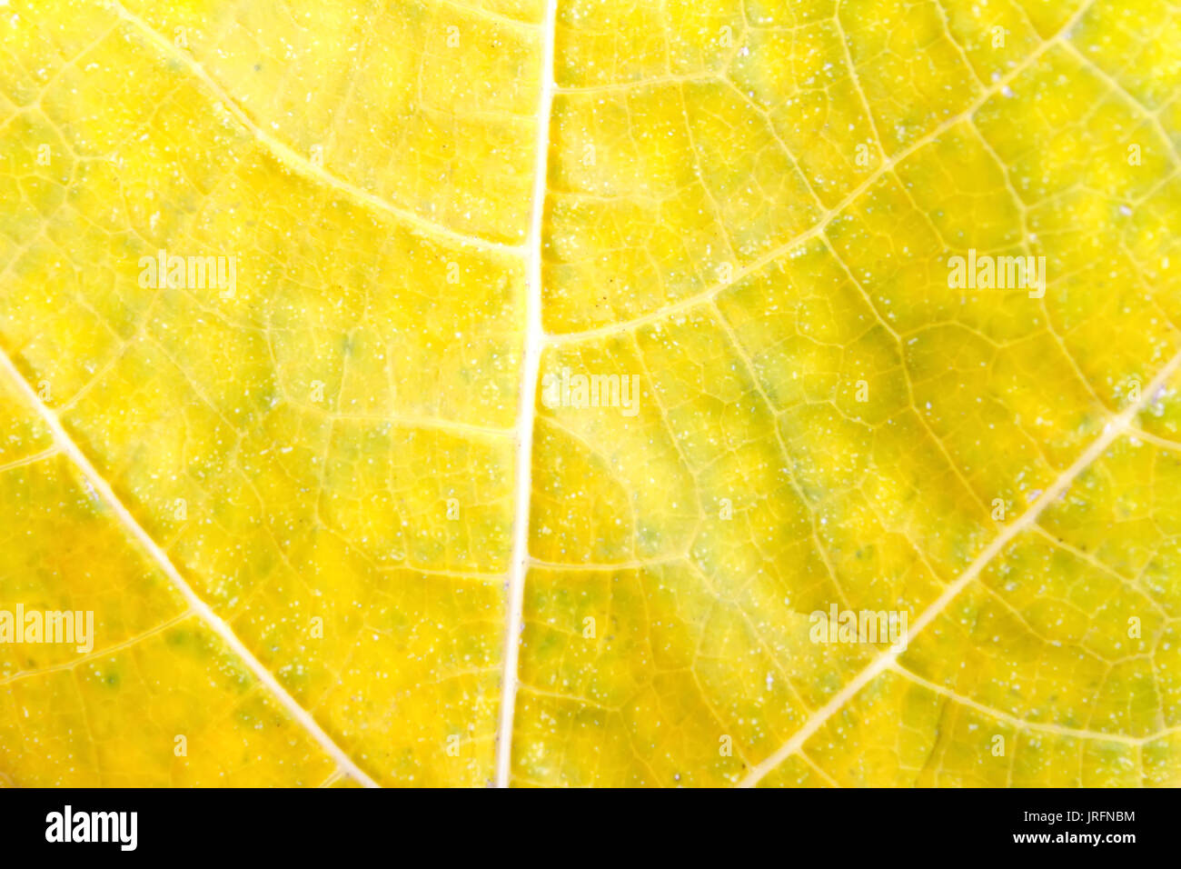 leaf isolated on white background Stock Photo - Alamy