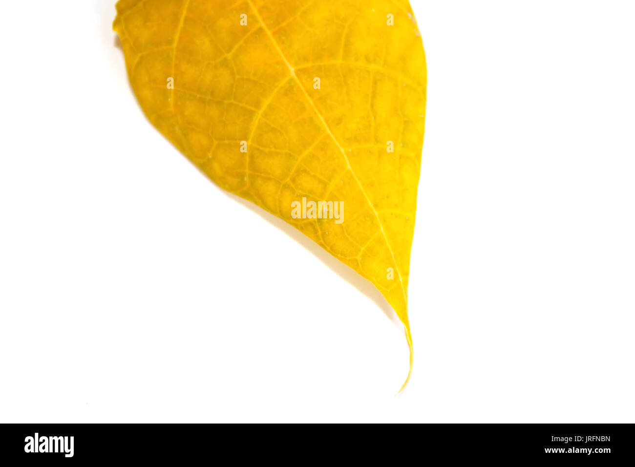 leaf isolated on white background Stock Photo - Alamy