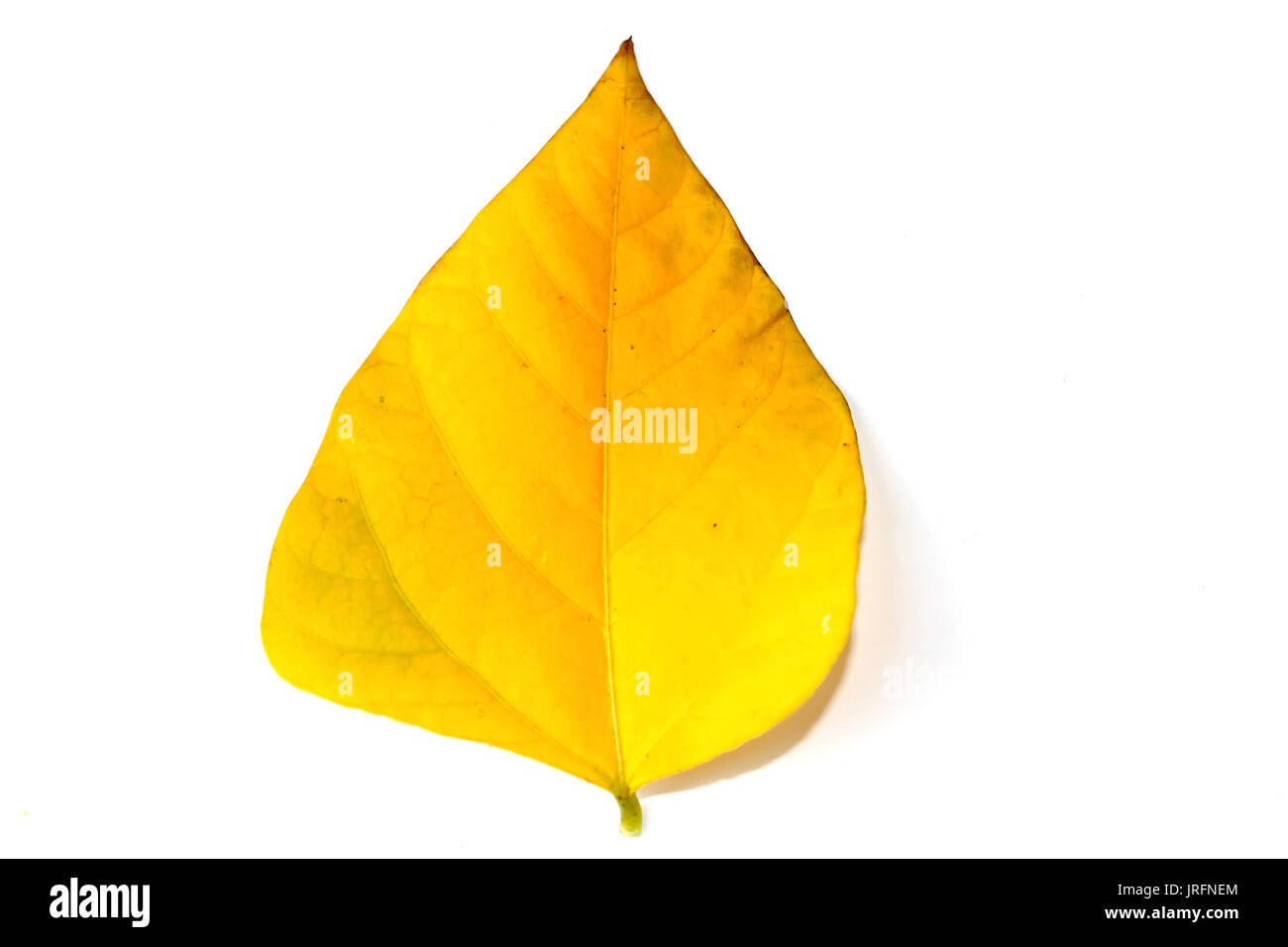 leaf isolated on white background Stock Photo - Alamy