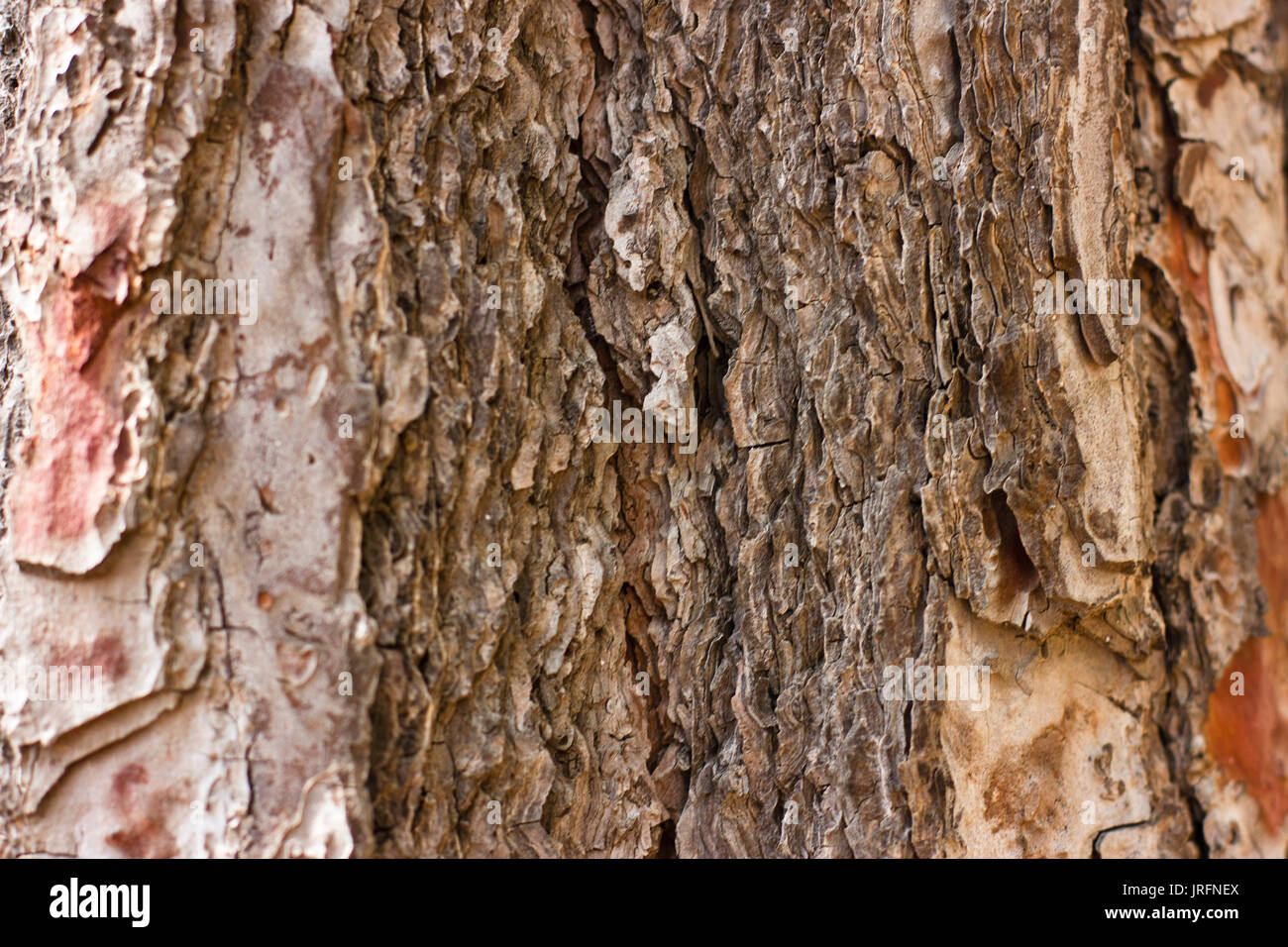 Pine bark in details background Stock Photo - Alamy