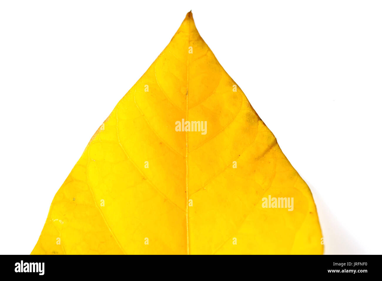 leaf isolated on white background Stock Photo - Alamy