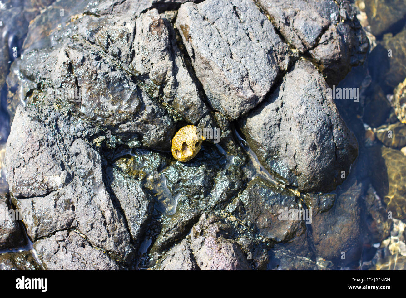 Sea snail on the rock Stock Photo - Alamy