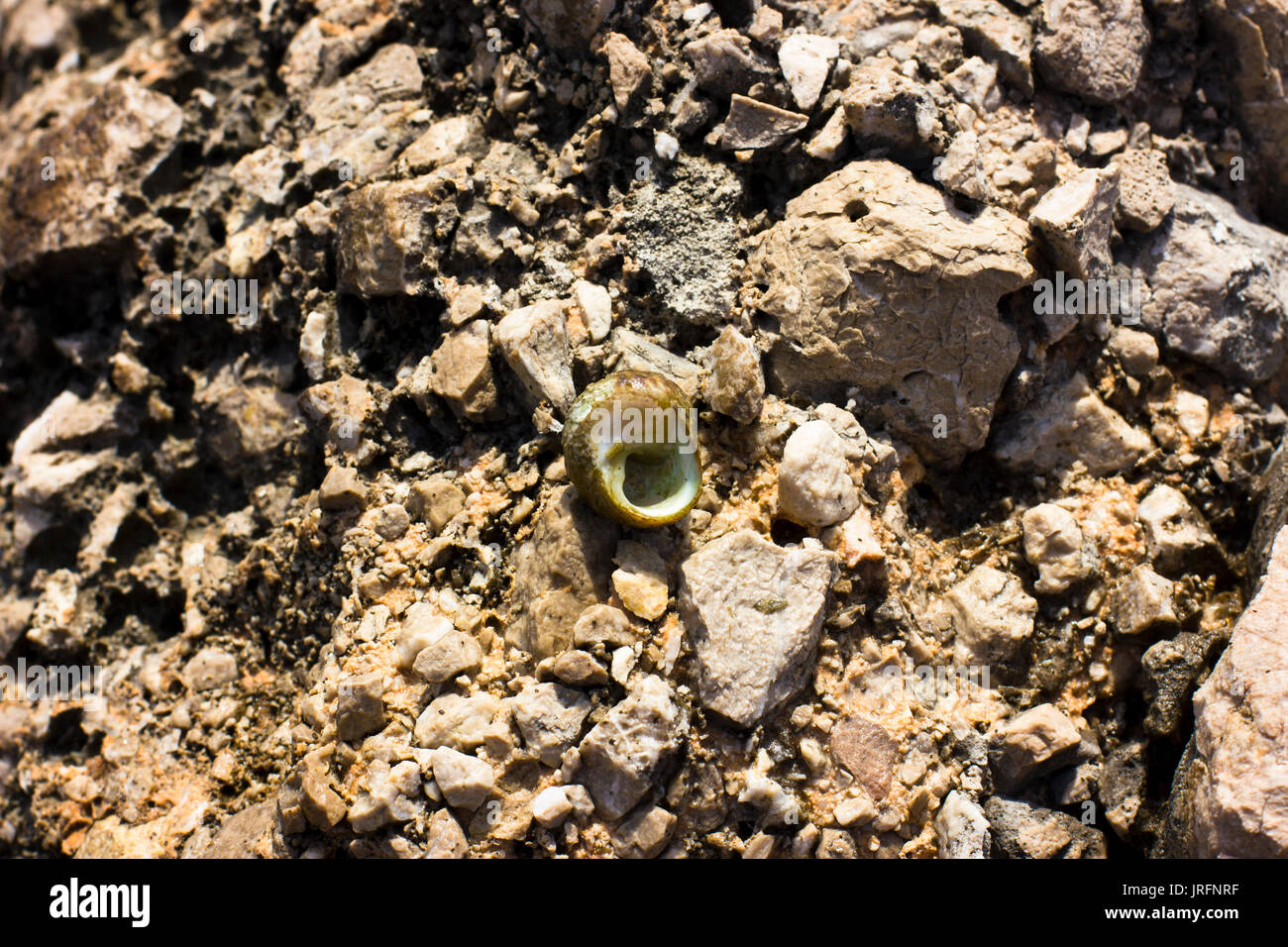 Sea snail on the rock Stock Photo - Alamy