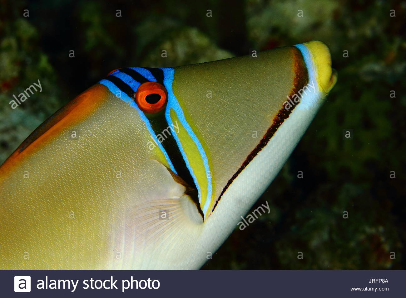 Trigger Fish Stock Photos & Trigger Fish Stock Images - Alamy