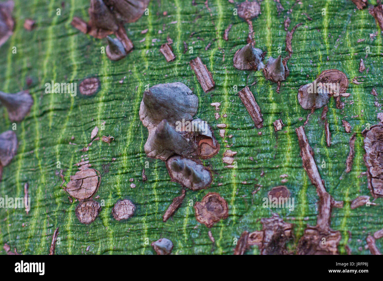 Rarity brazil hi-res stock photography and images - Alamy