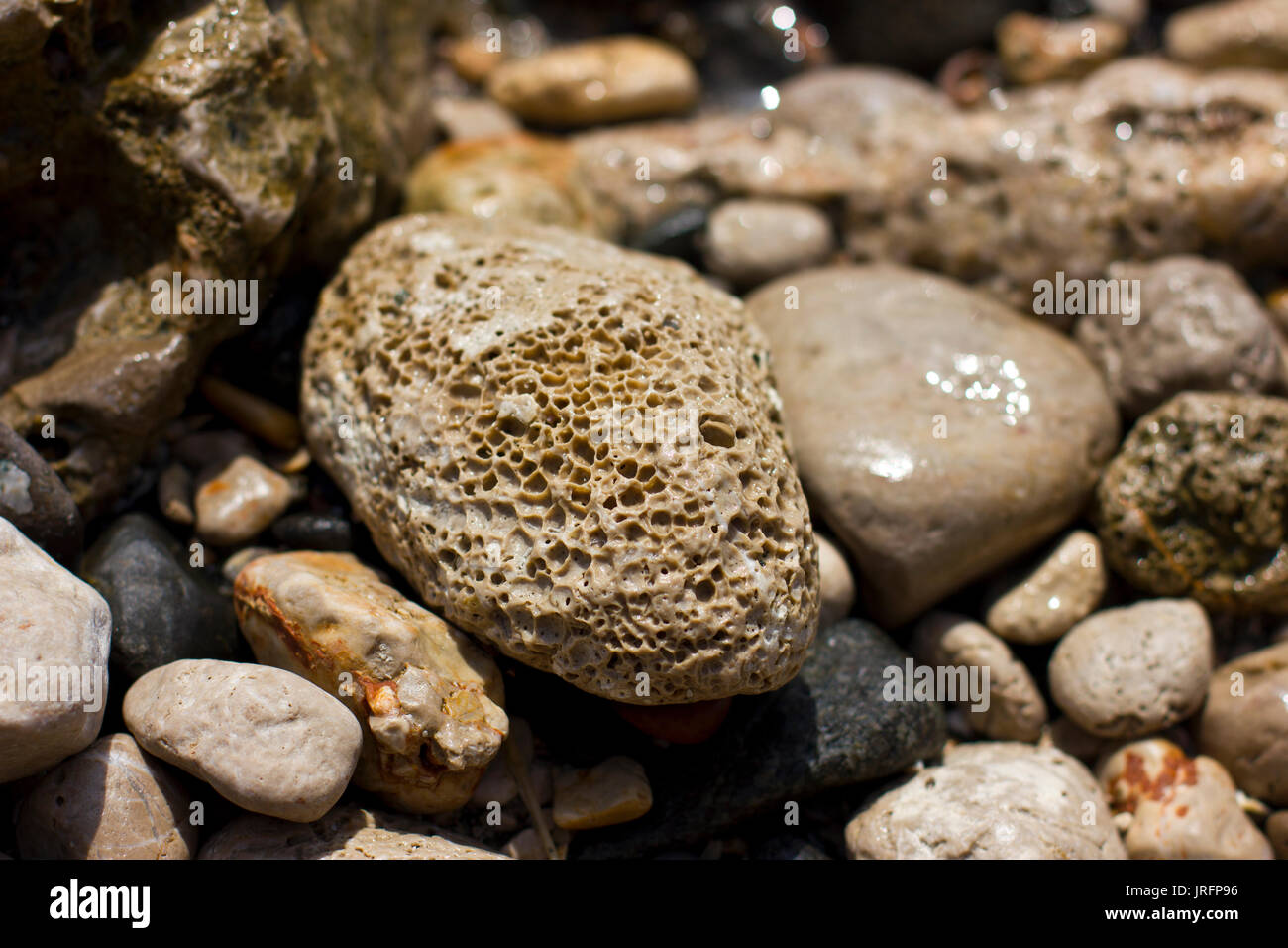 Stones and shell on the beach at the sea Stock Photo - Alamy