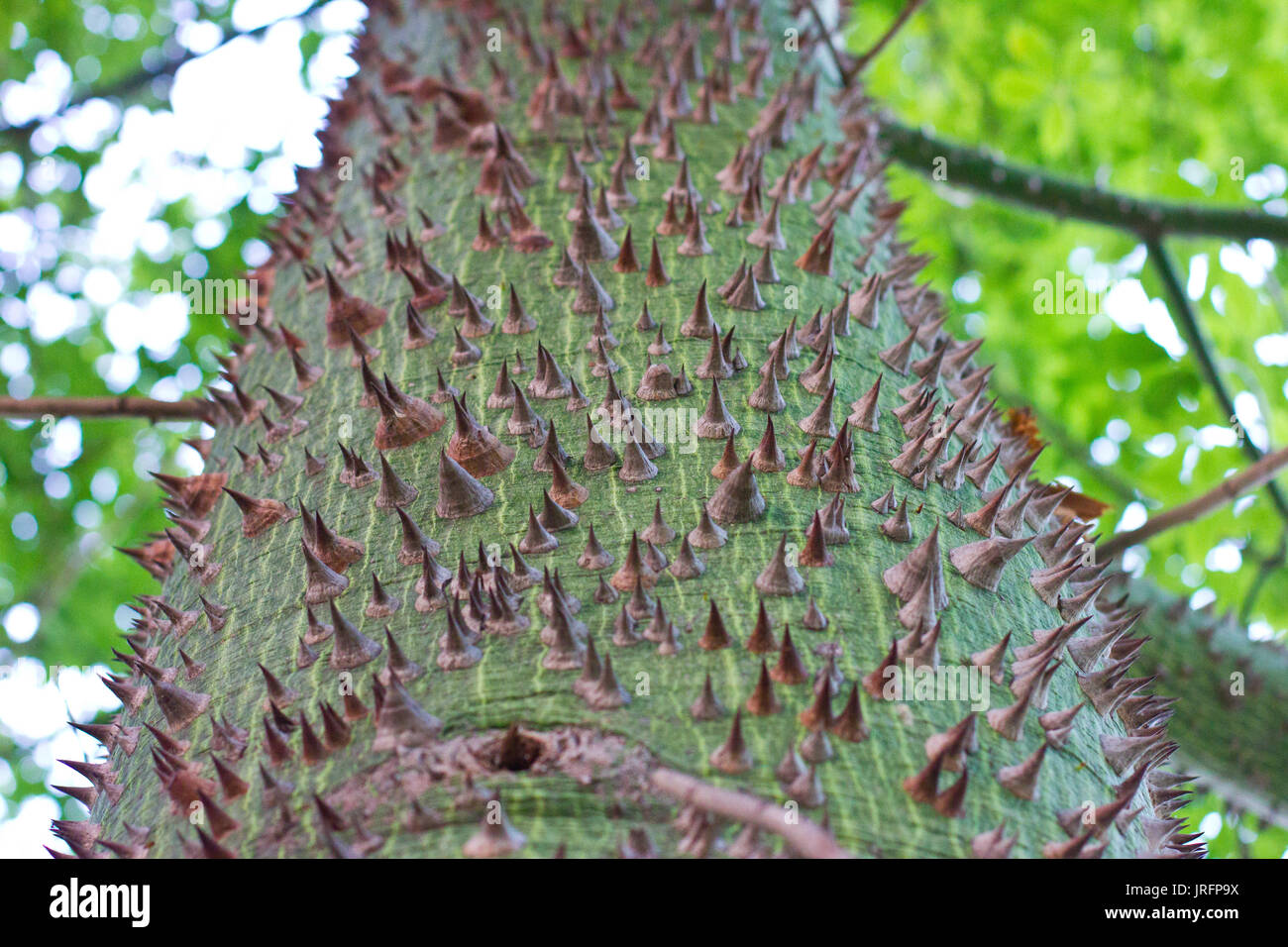 Spiny bark chorisia speciosa hi-res stock photography and images - Alamy