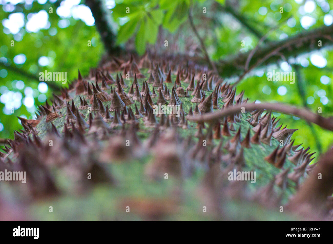 Spiny bark chorisia speciosa hi-res stock photography and images - Alamy
