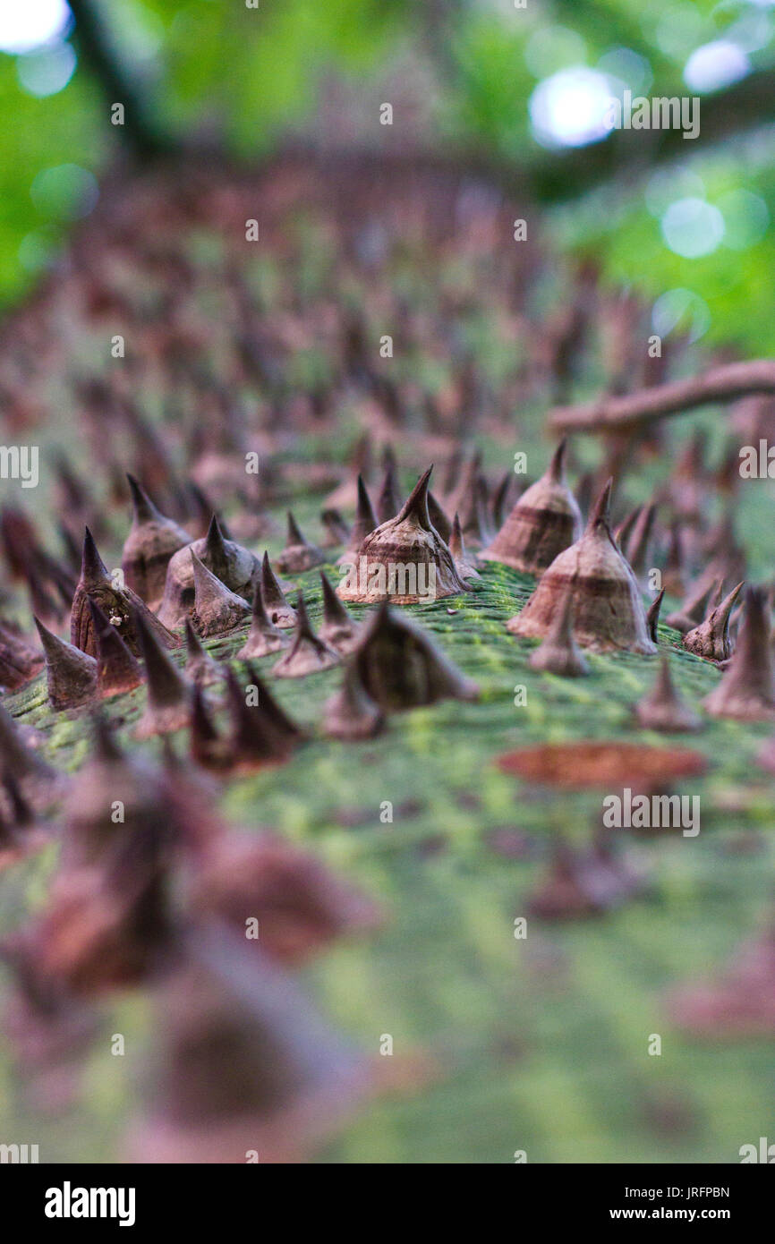 Green spiked tree Chorisia in Antalya Stock Photo - Alamy