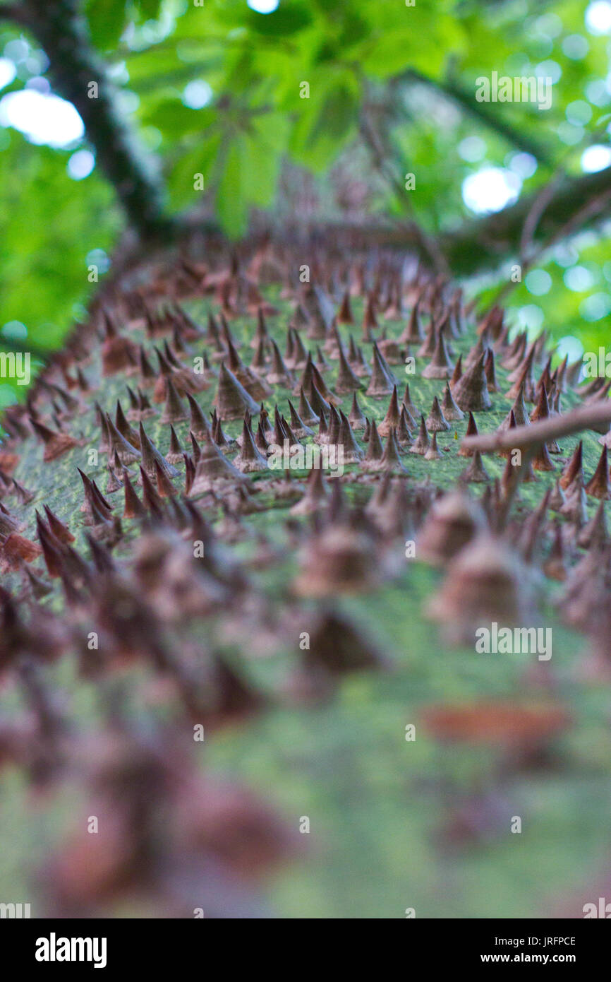 Green spiked tree Chorisia in Antalya Stock Photo - Alamy