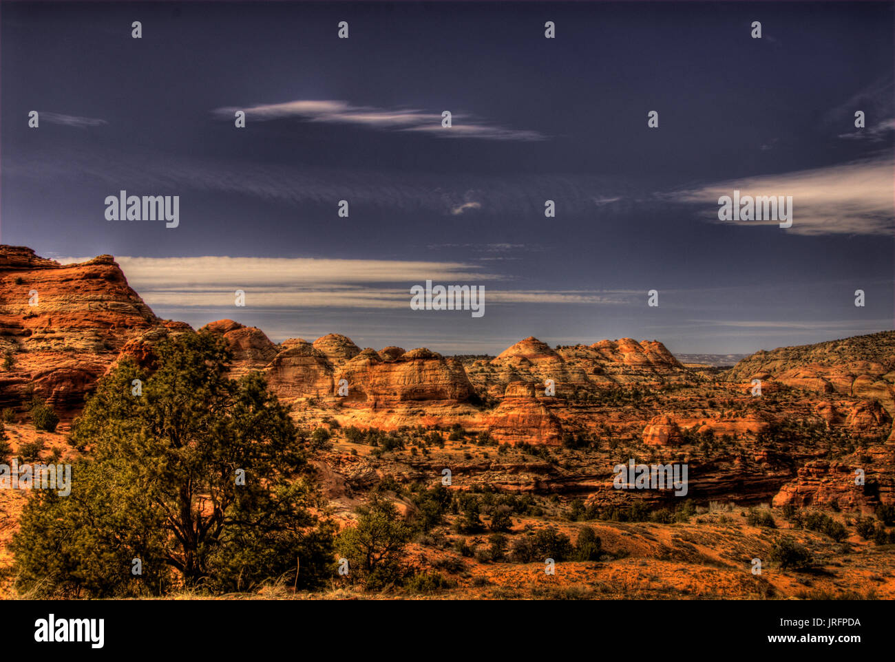 Utah native plants hi-res stock photography and images - Alamy