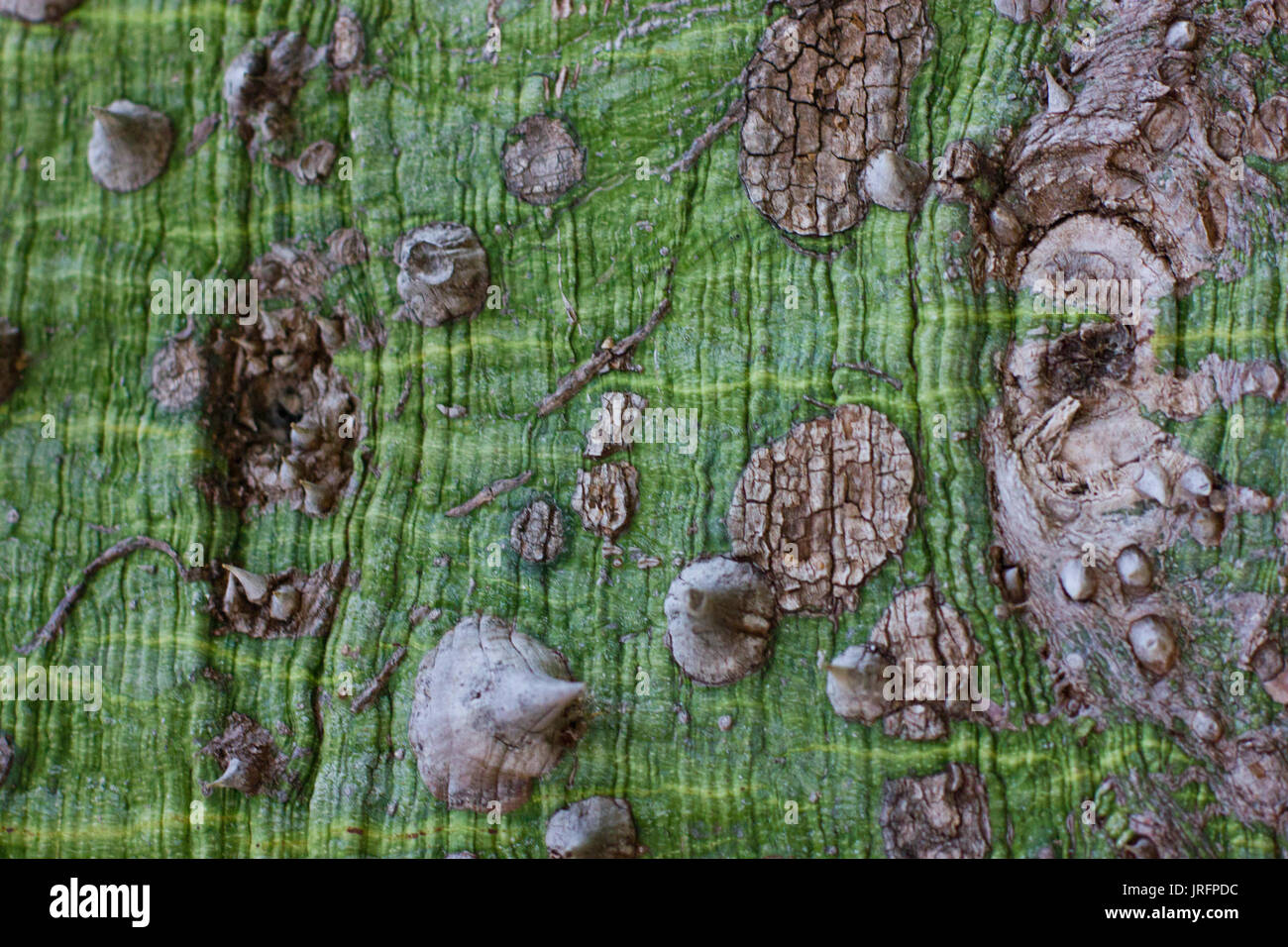 Green spiked tree Chorisia in Antalya Stock Photo - Alamy
