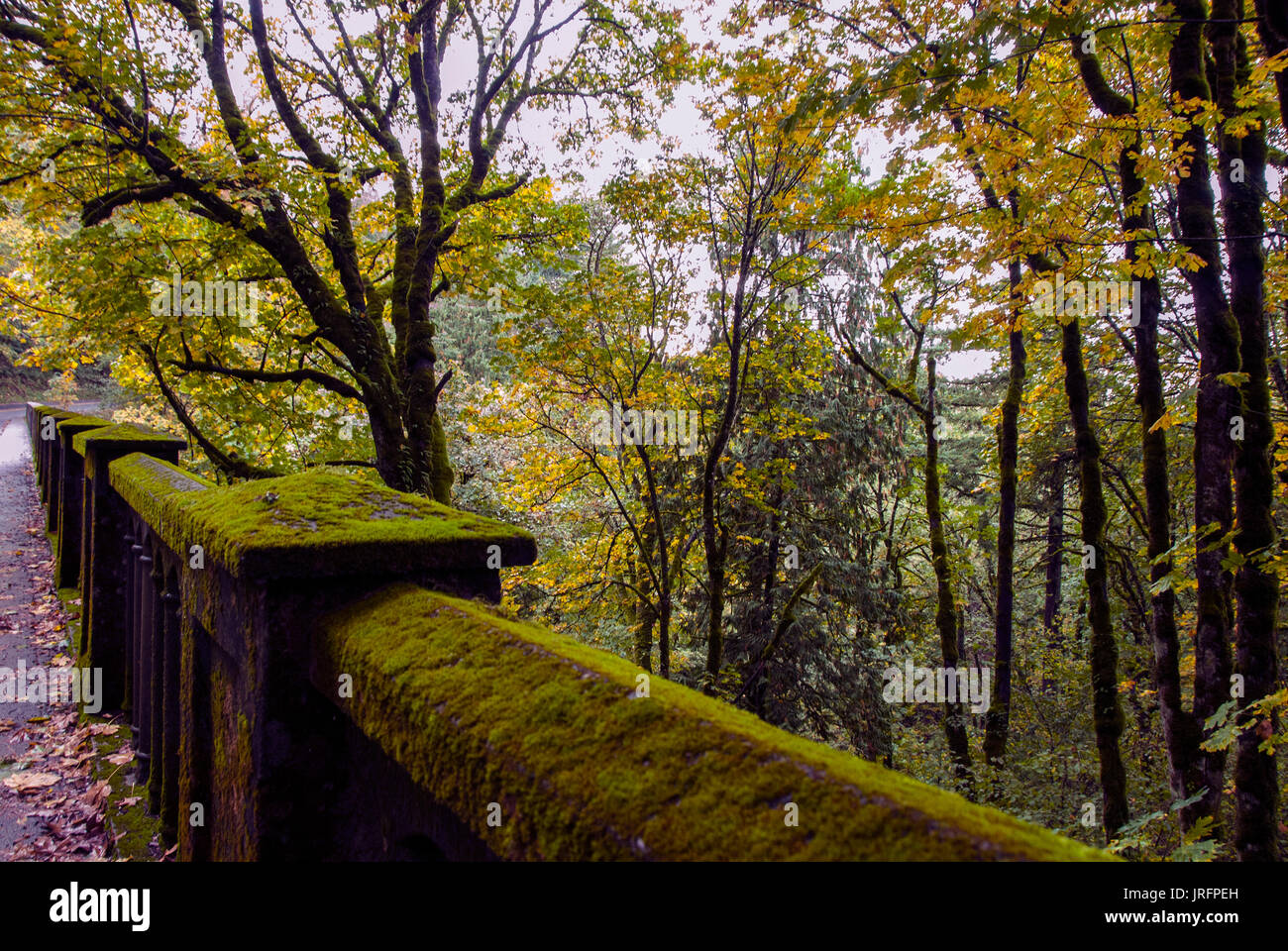 Moss covered forest bridge hi-res stock photography and images - Alamy