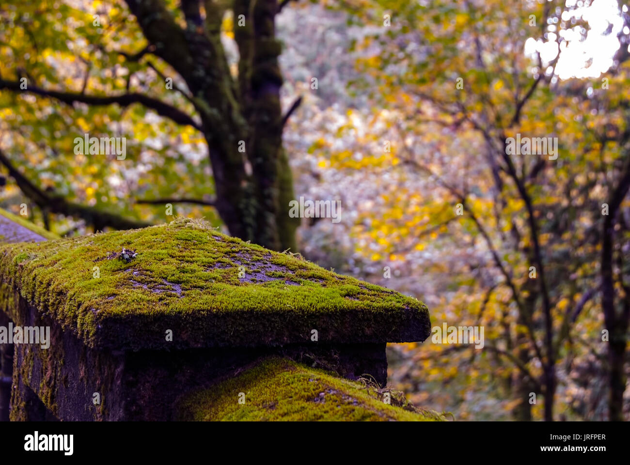 An old mossy bridge in a forest Stock Photo - Alamy