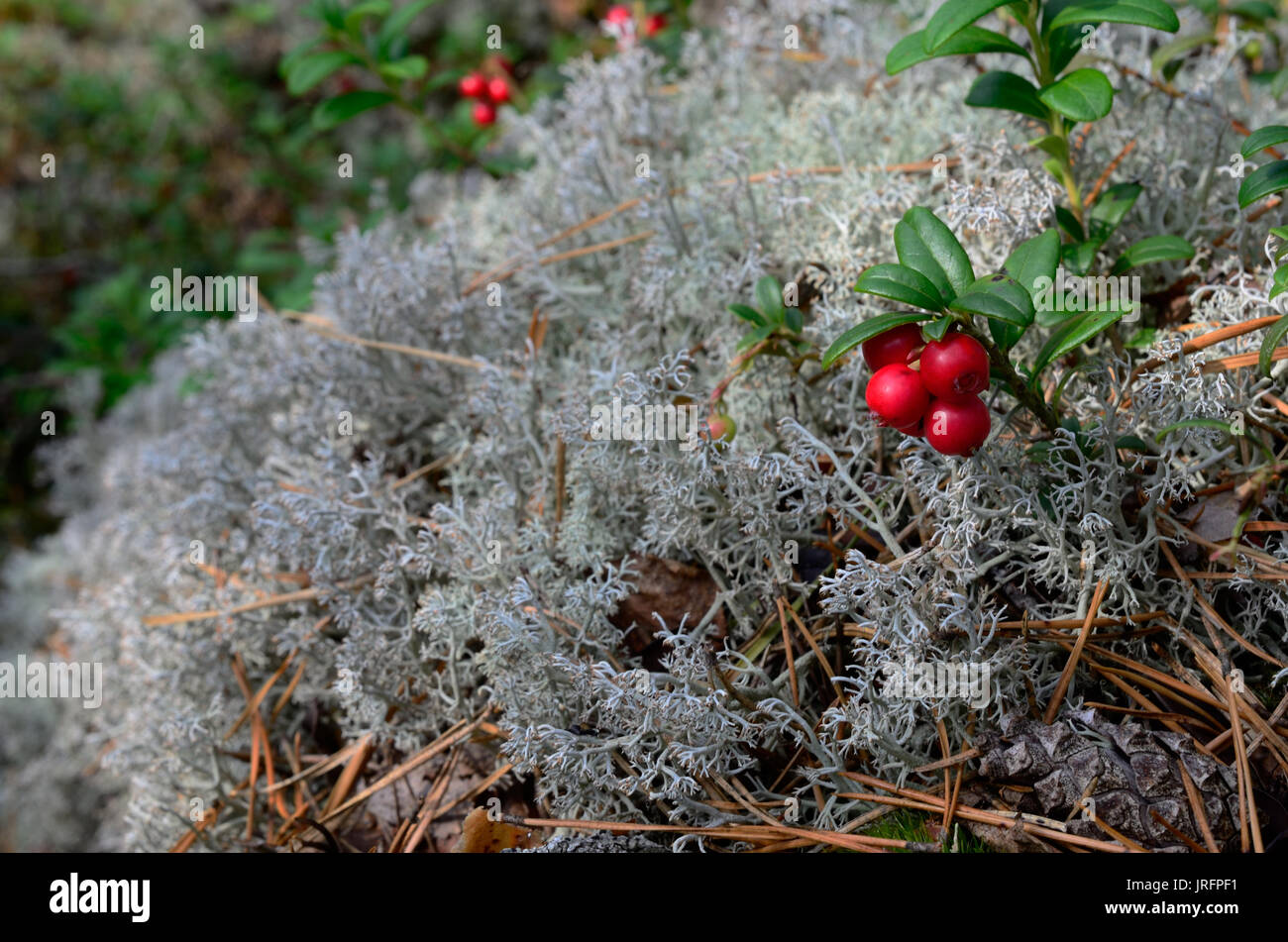 Red plant moss berry hi-res stock photography and images - Alamy