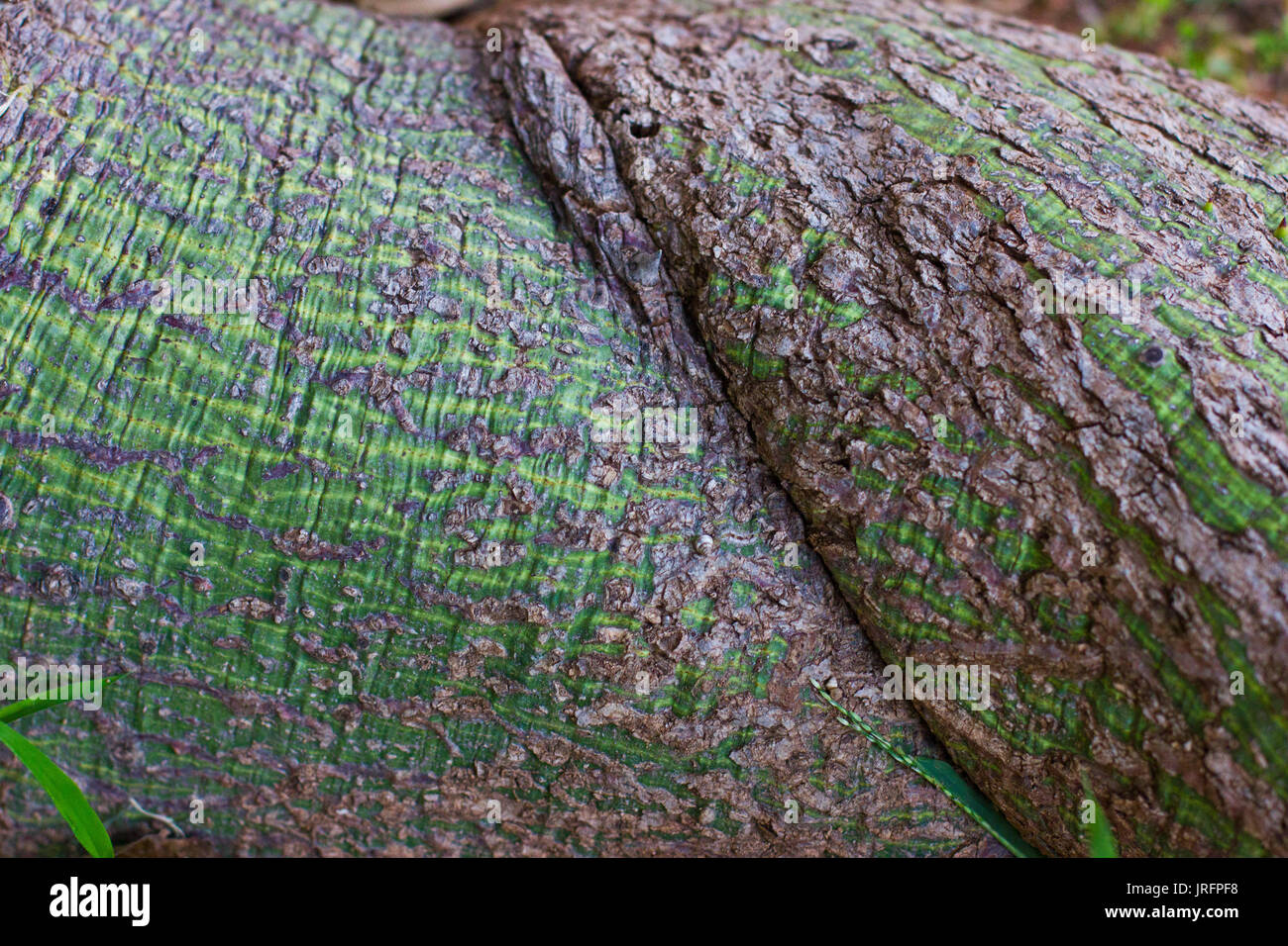 Green bark of the tree in the forest Stock Photo - Alamy