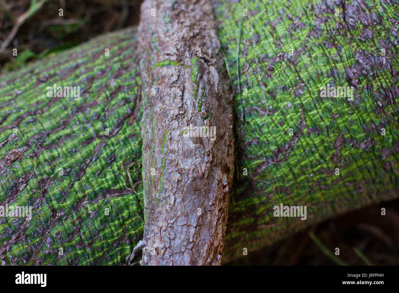 Green bark of the tree in the forest Stock Photo - Alamy