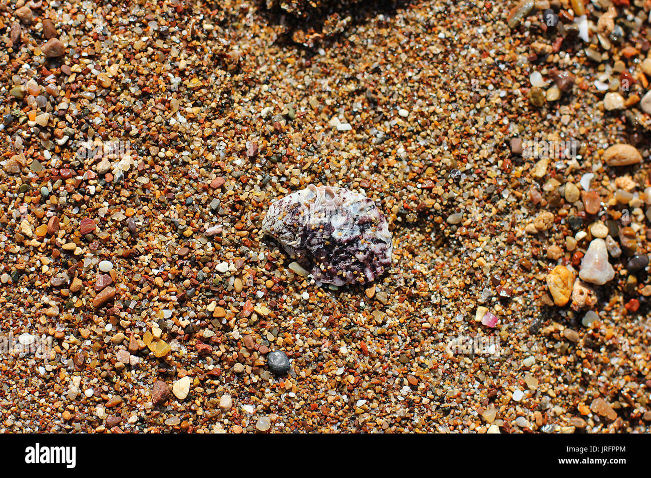Stones and shell on the beach at the sea Stock Photo - Alamy
