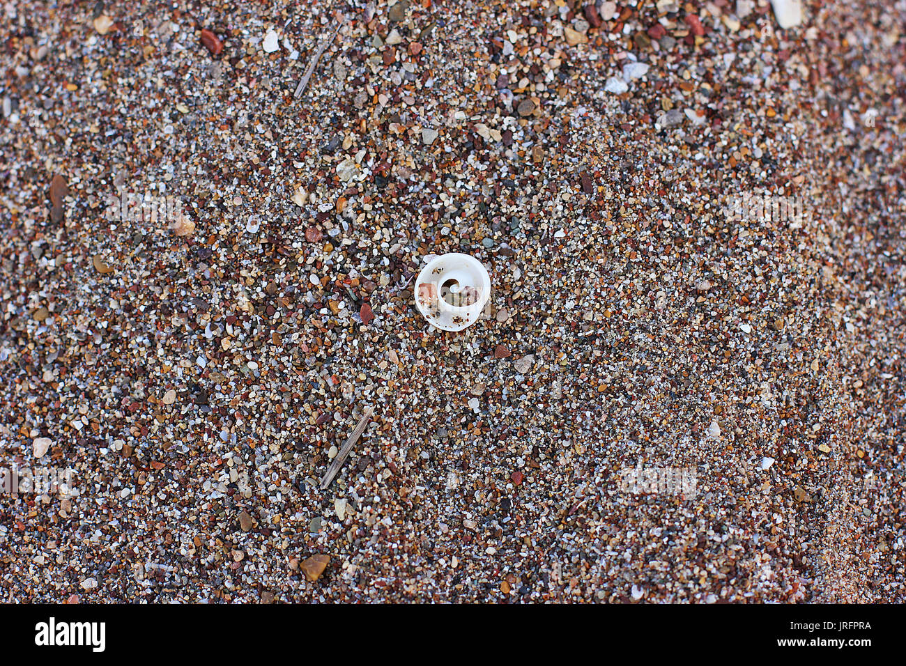 Stones and shell on the beach at the sea Stock Photo - Alamy