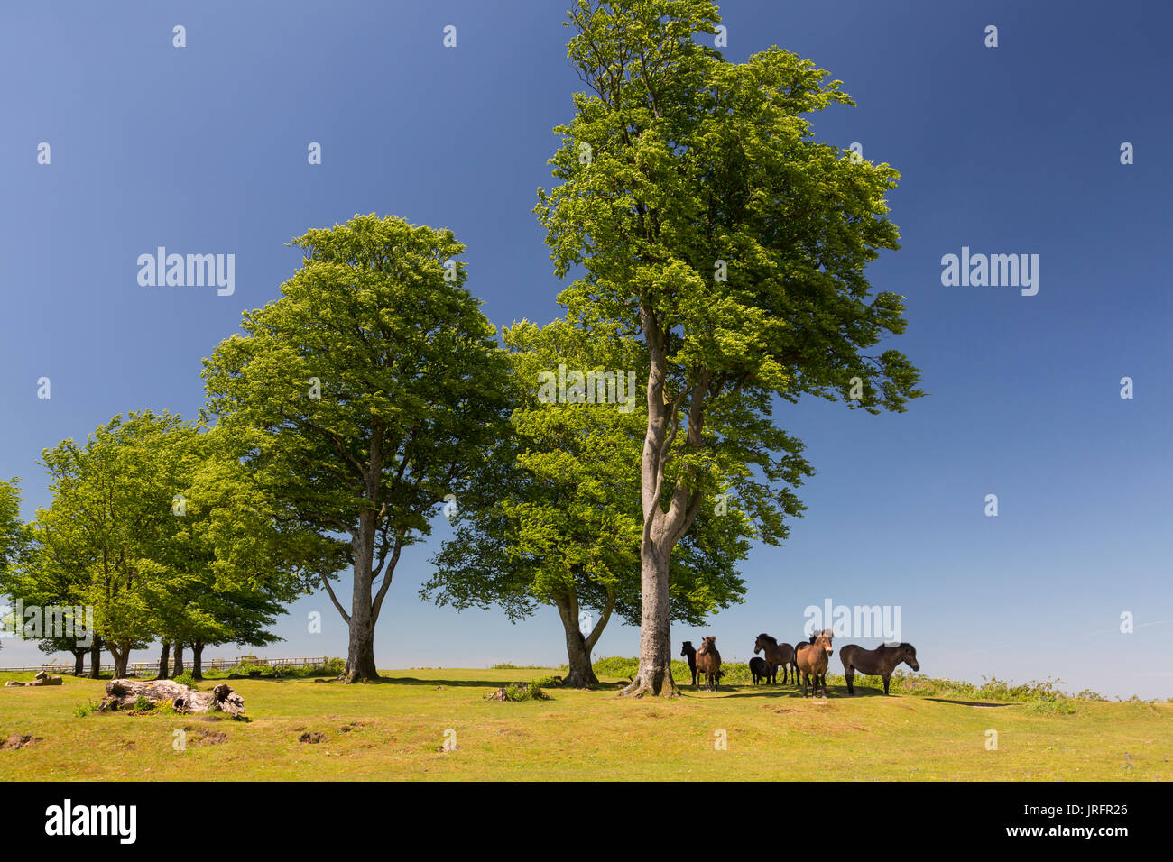 Wild Exmoor ponies standing in the shade of the Seven Sisters beech ...