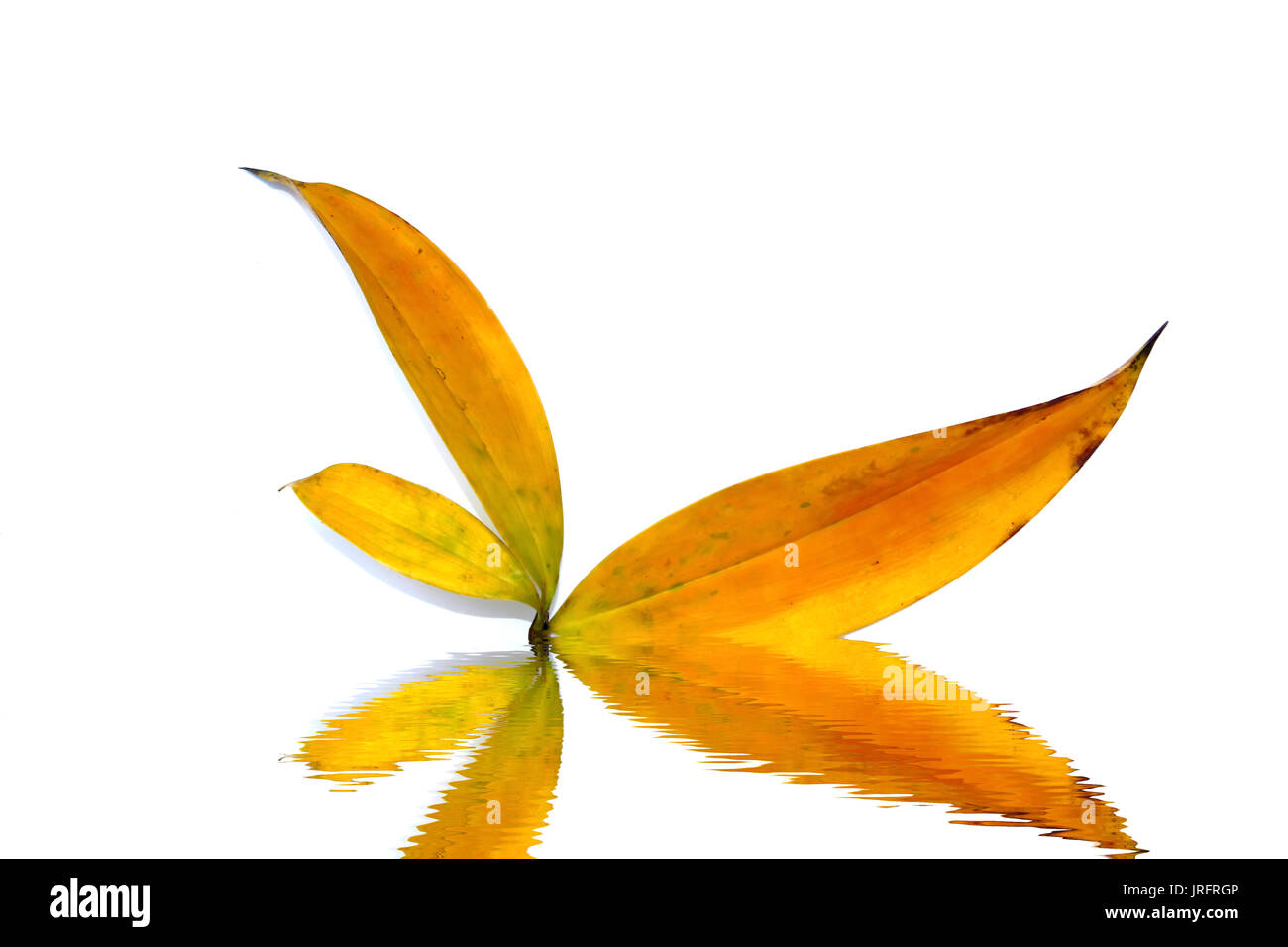 leaf isolated on white background Stock Photo - Alamy