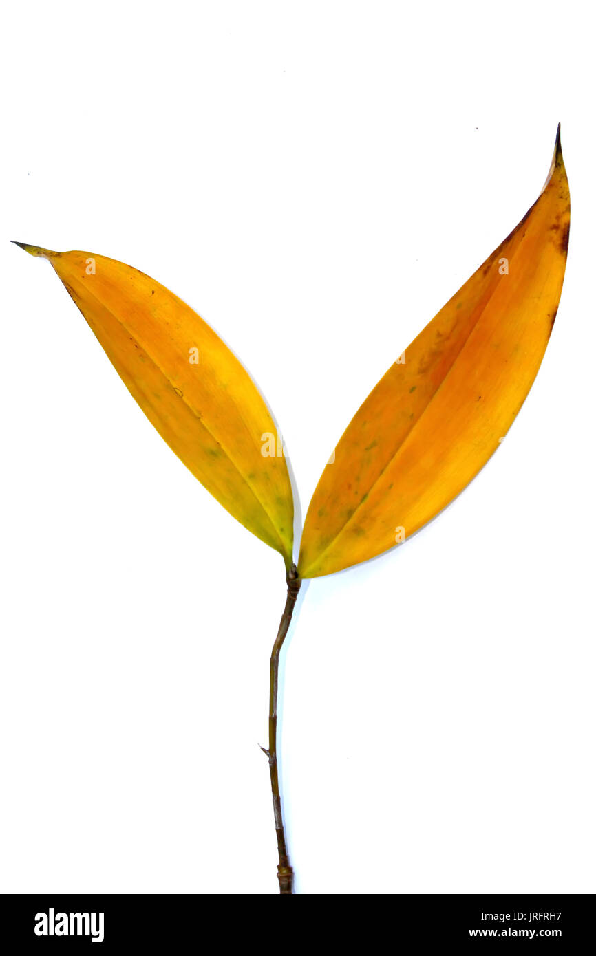 leaf isolated on white background Stock Photo - Alamy