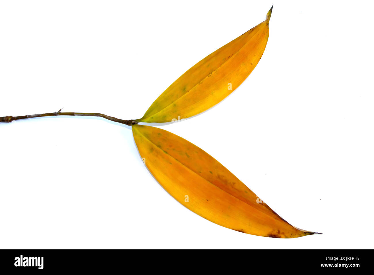 leaf isolated on white background Stock Photo - Alamy