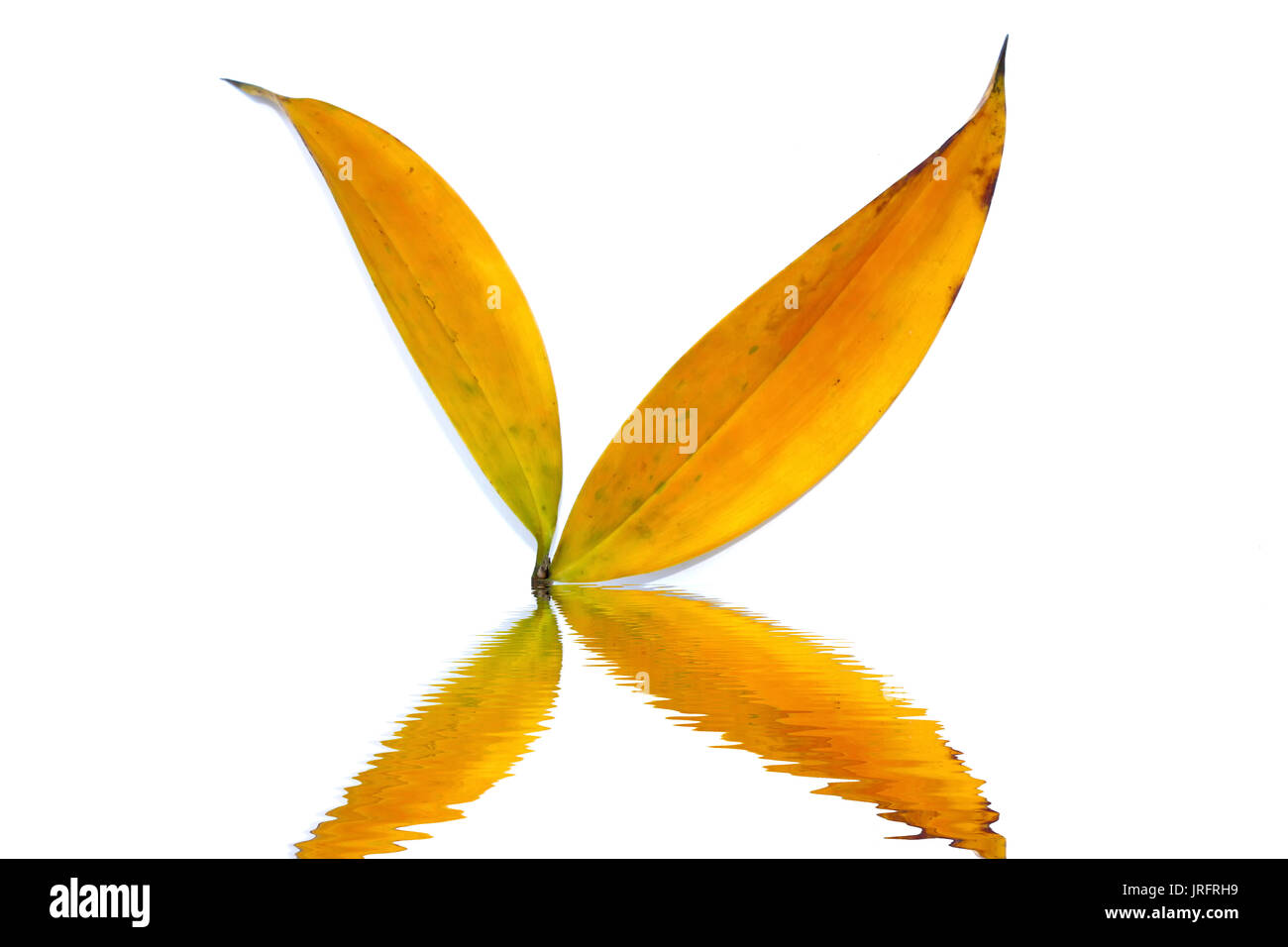 leaf isolated on white background Stock Photo - Alamy