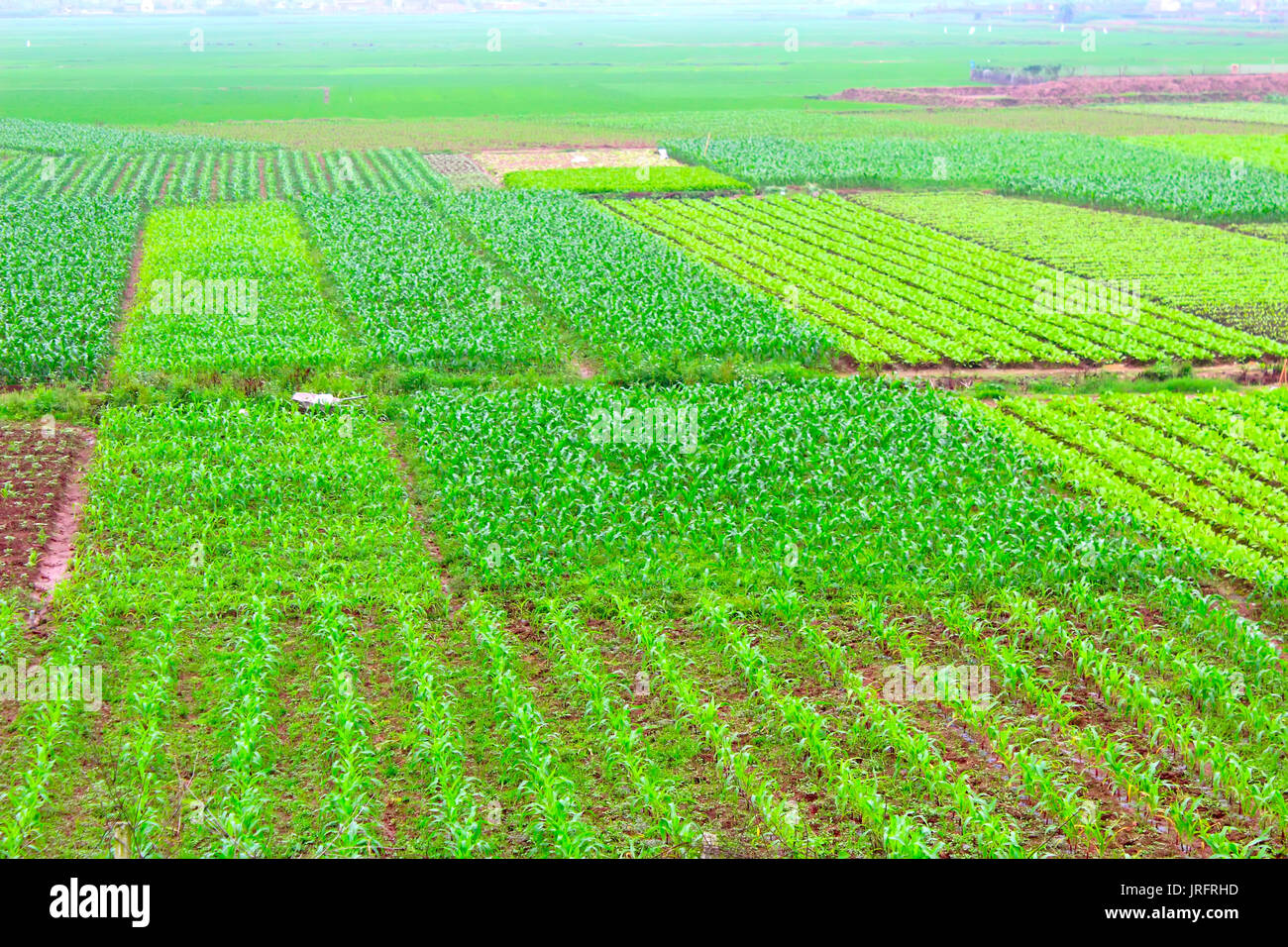 field of vegetables Stock Photo - Alamy