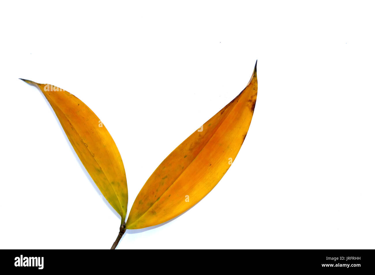 leaf isolated on white background Stock Photo - Alamy